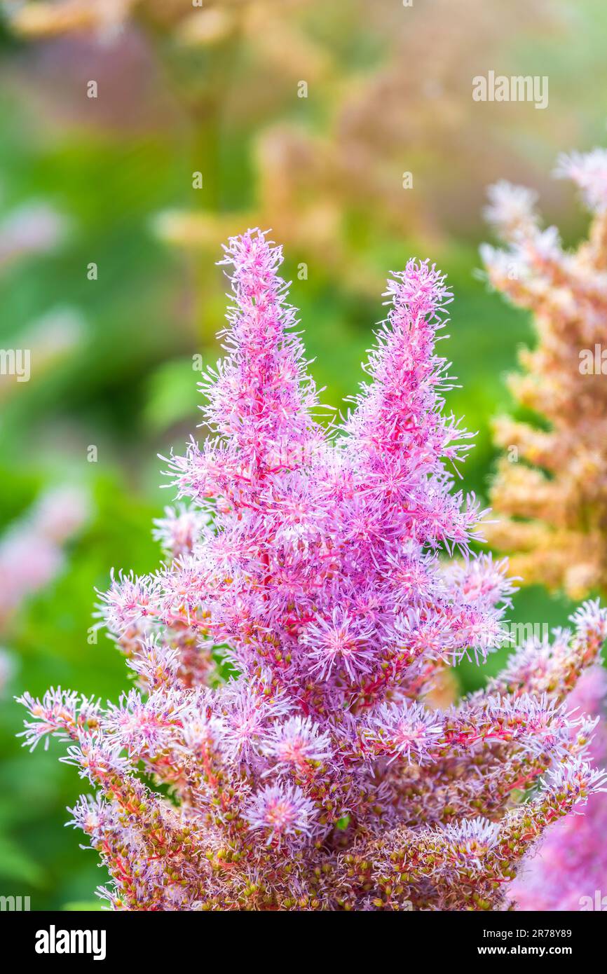 astilbe chinensis pumila hi-res stock photography and images - Alamy
