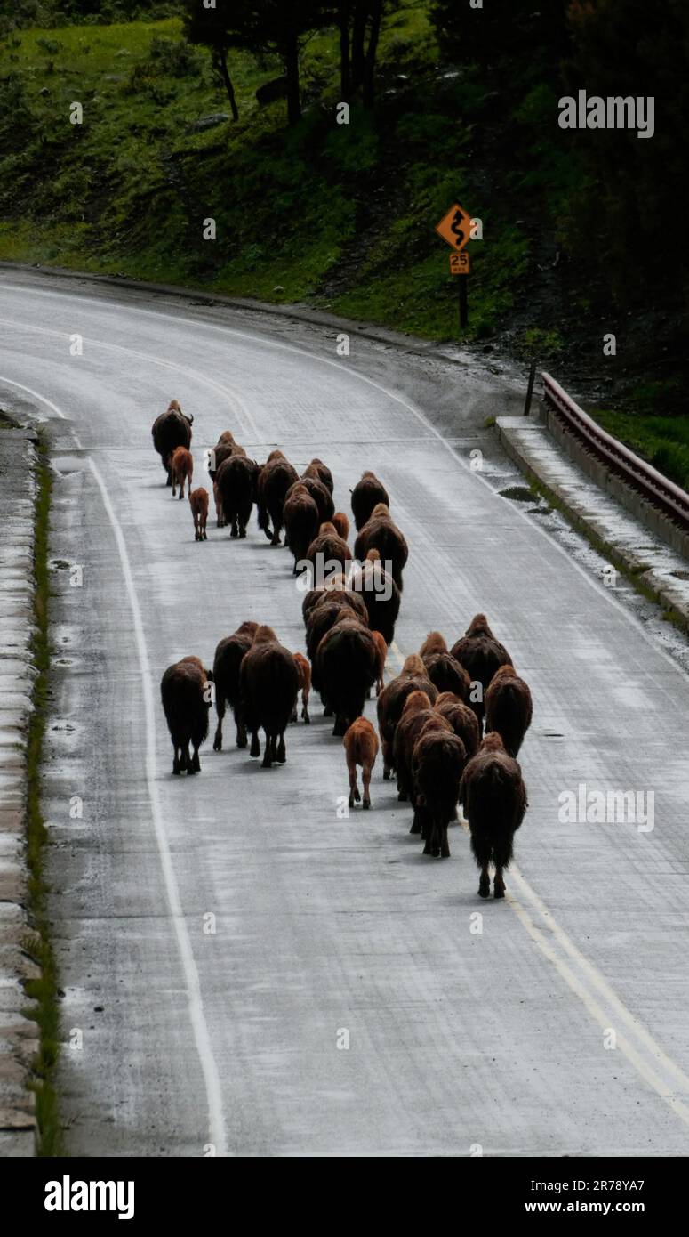 A large group of bison walking on a highway road Stock Photo - Alamy