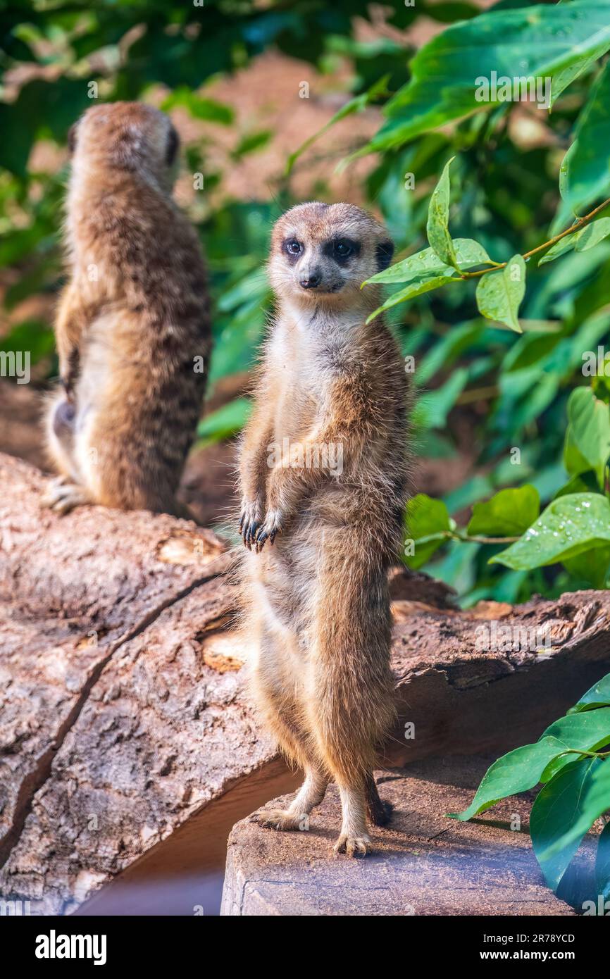 Two cute curious meerkats stand on their hind legs on a sandy hill and ...