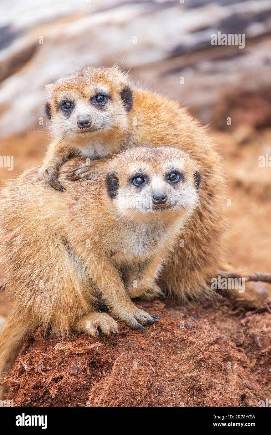 Meerkat Family
