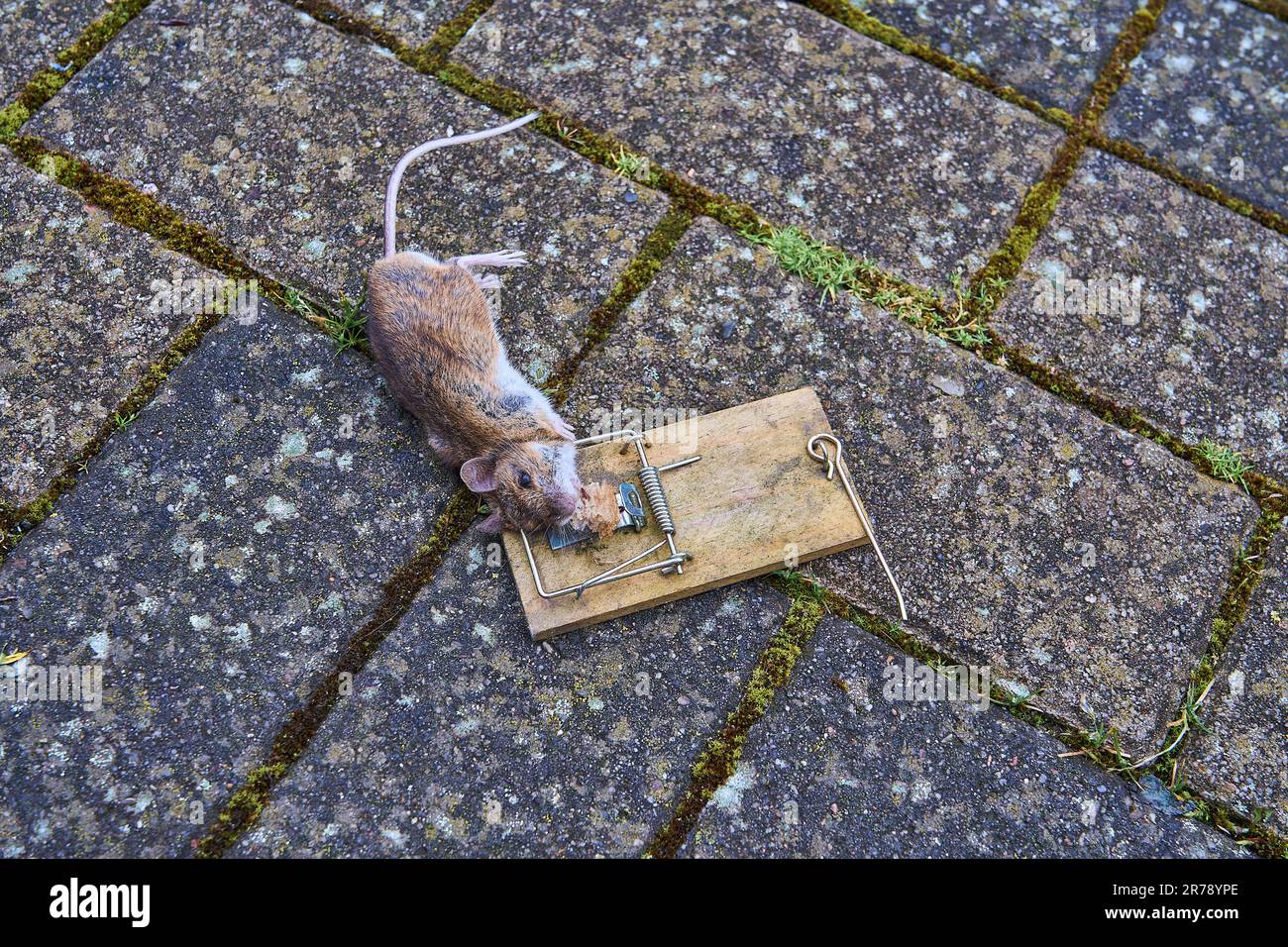 Close up of small bank vole mouse dead in an old wooden snap trap, know ...