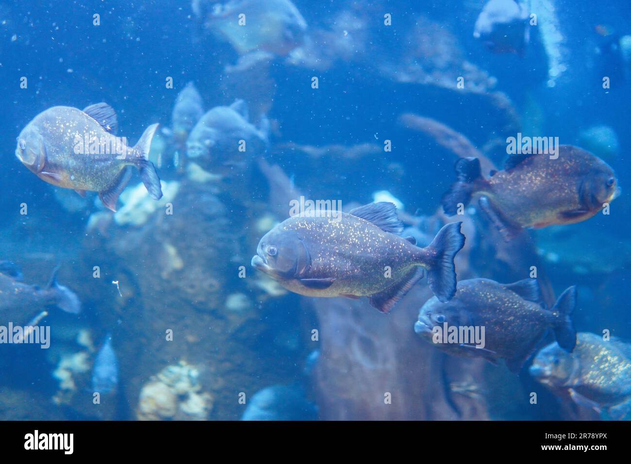 Dangerous predator congregation: ferocious piranhas swimming in a blue ...