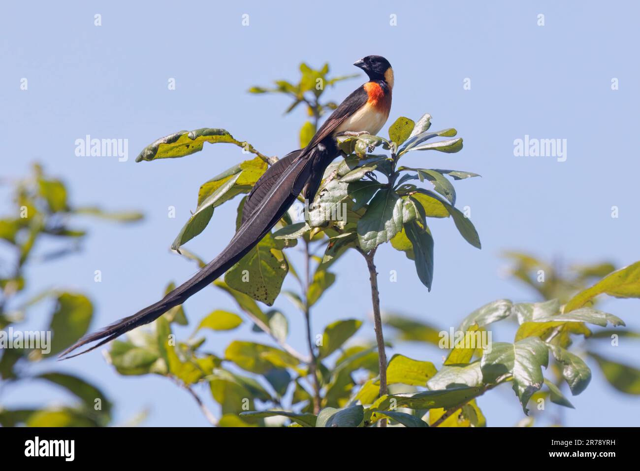 Eastern Paradise-Whydah, South Luangwa, Zambia, April 2023 Stock Photo ...