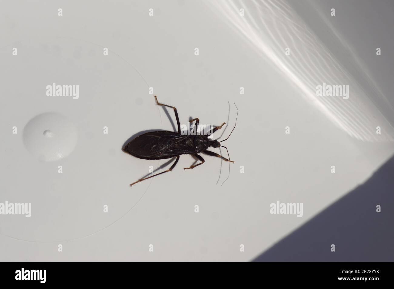 Masked hunter (Reduvius personatus), family Assassin bugs (Reduviidae ...