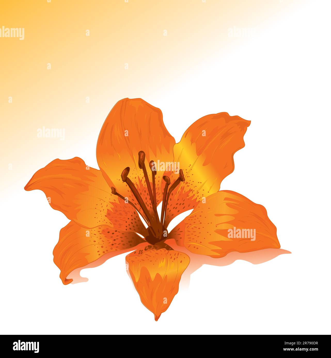 Vector orange lily Stock Vector Image & Art - Alamy