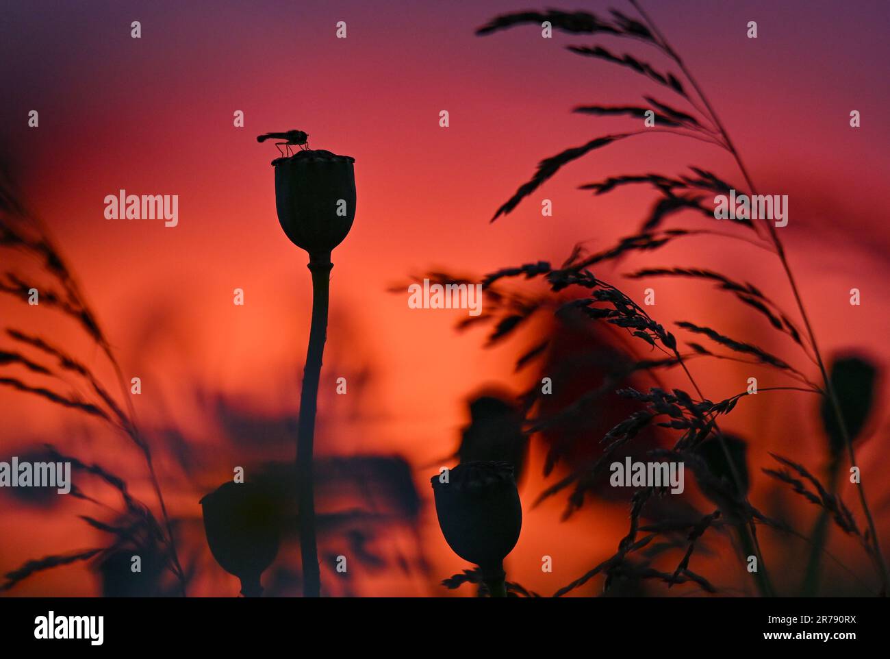 Petershagen, Germany. 13th June, 2023. A small insect has chosen a seed ...