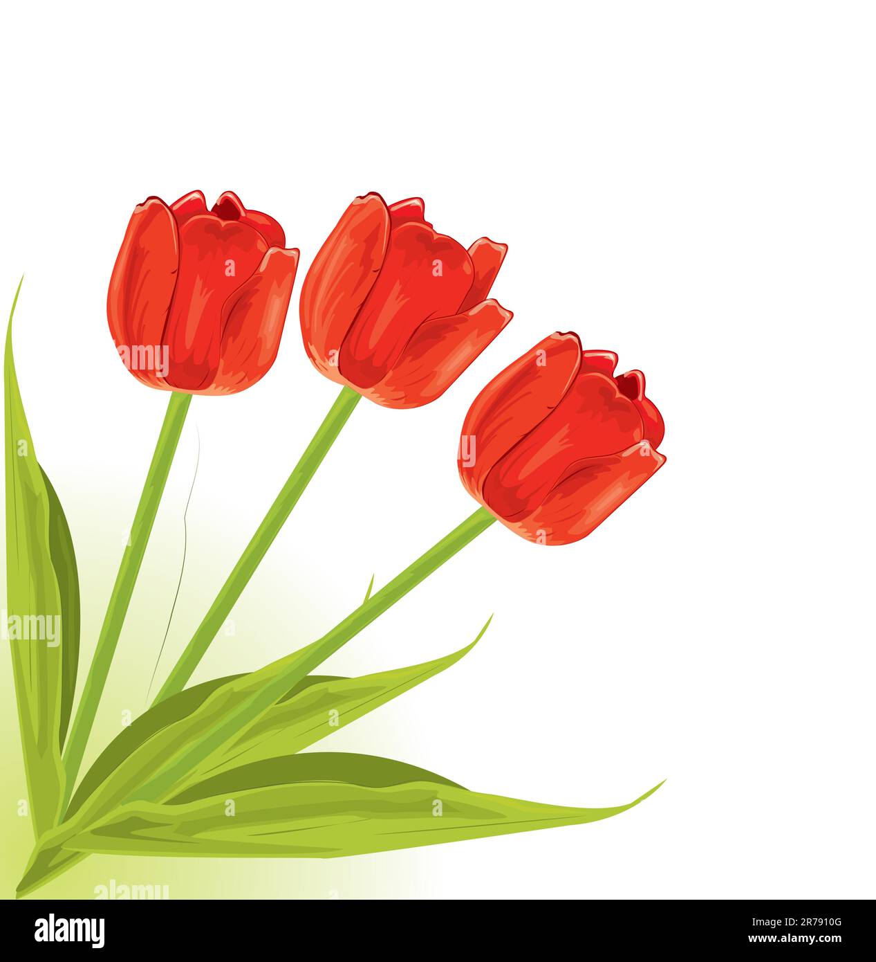 Red tulips garden Stock Vector Images - Alamy