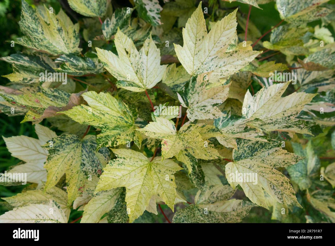 Sycamore tree, Acer pseudoplatanus "Nizetii", Summer, Mottled, Colour ...