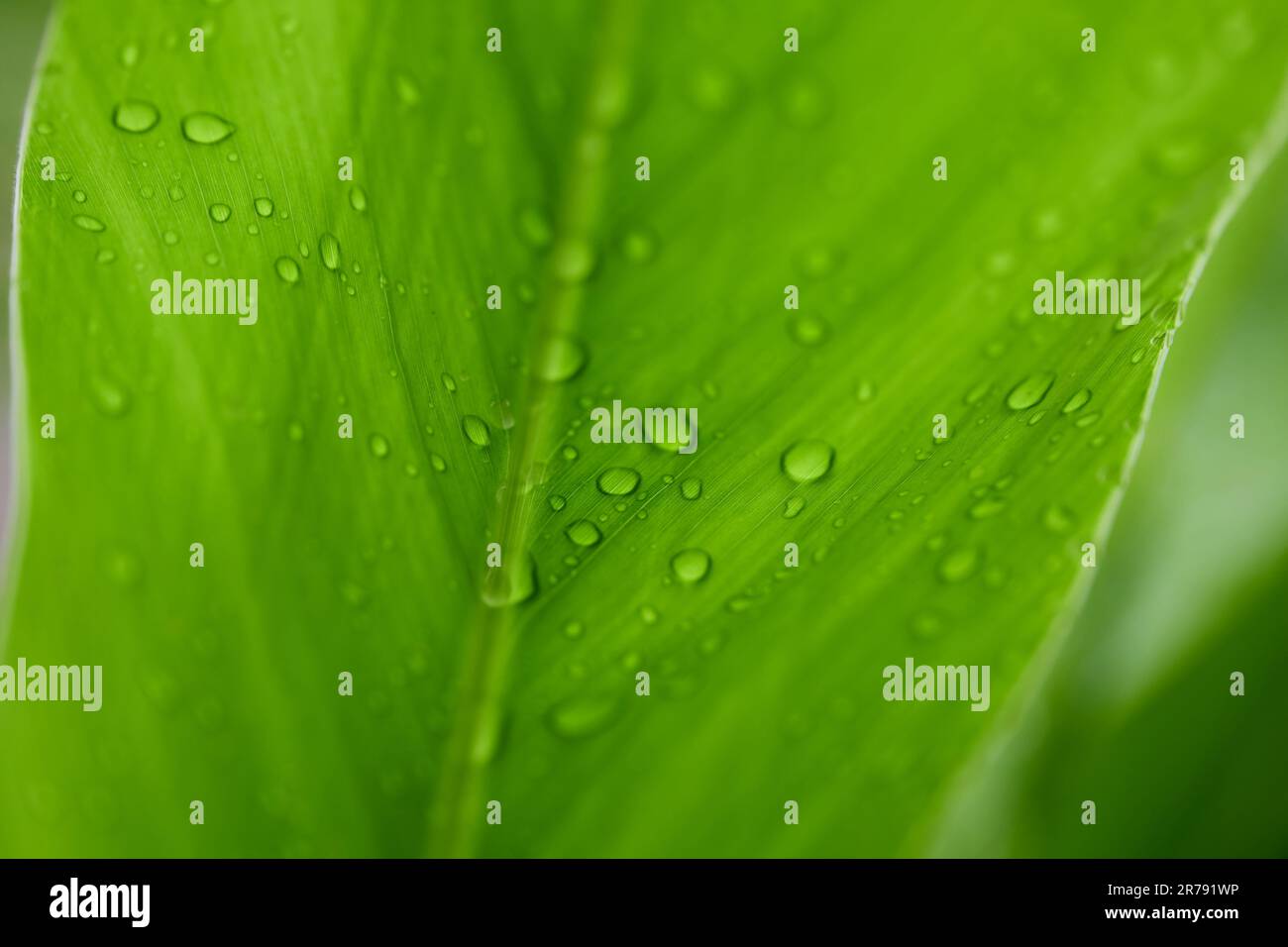 Close up of raindrops hi-res stock photography and images - Alamy
