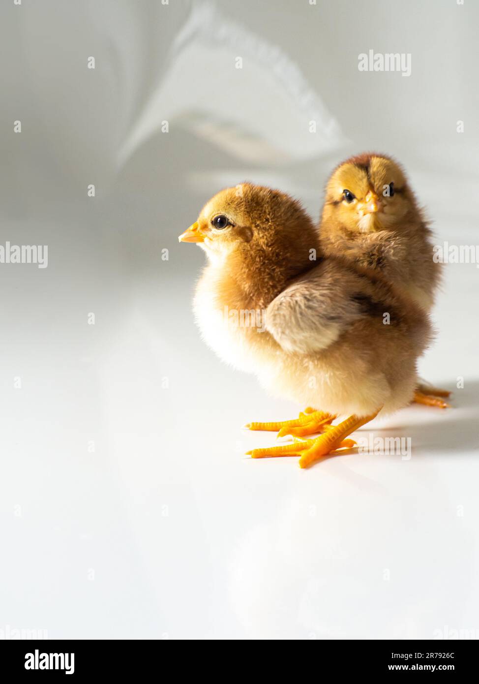 Tiny broiler chickens hi-res stock photography and images - Alamy