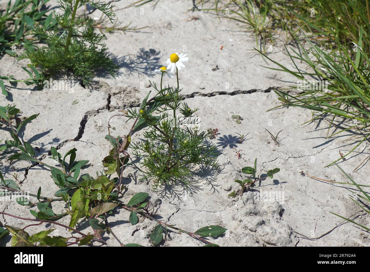 Plant with flowers of chamomile (Matricaria chamomilla, Matricaria ...