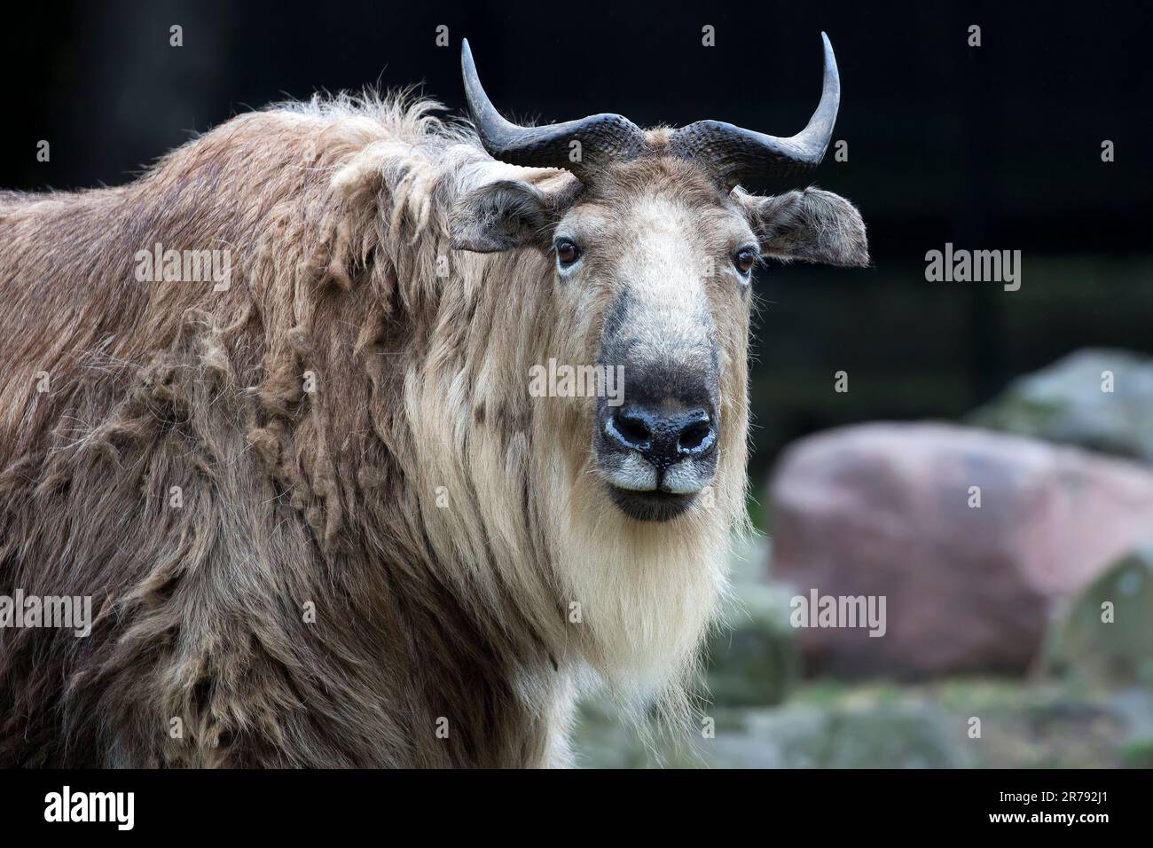 Takin in a clearing a portrait Stock Photo - Alamy