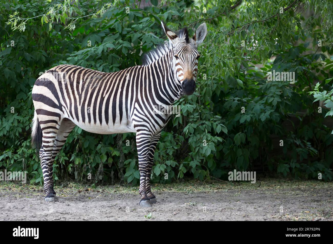 Zebra zebra line hi-res stock photography and images - Alamy