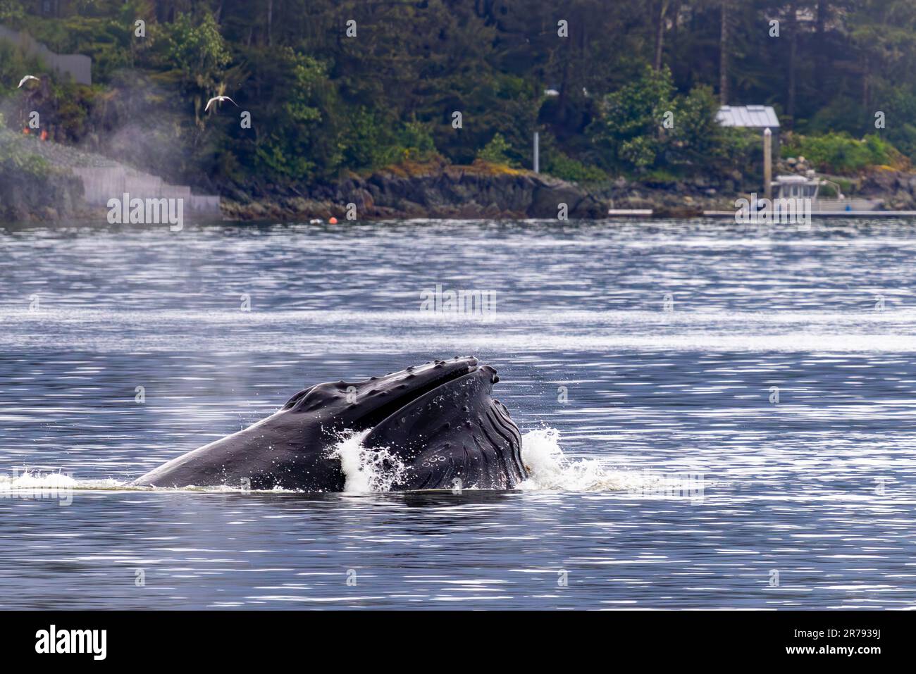 Humpback whale feeding hi-res stock photography and images - Alamy