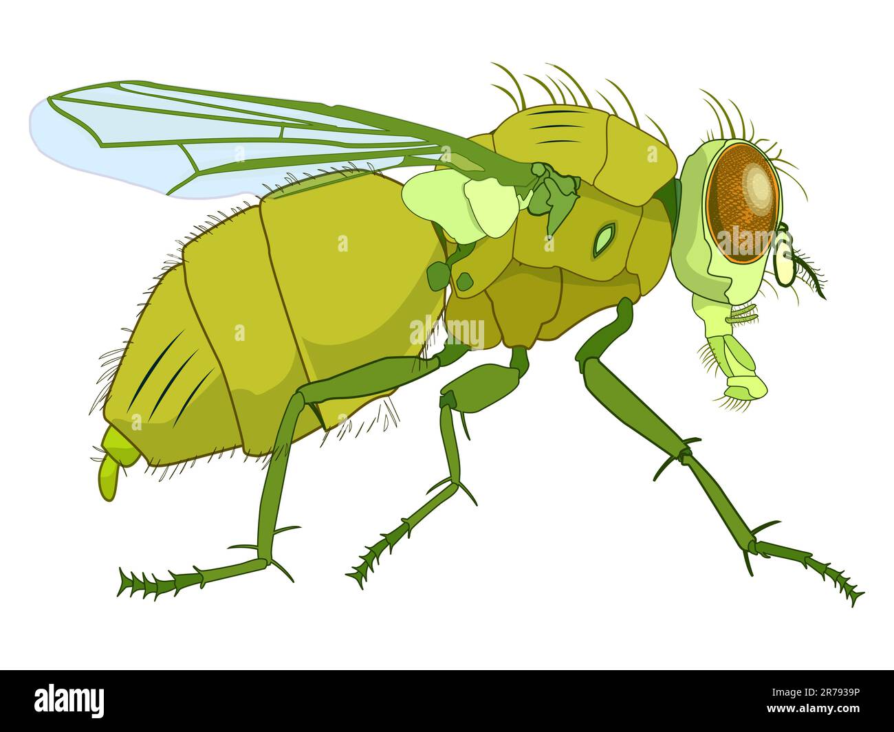 fly drawing isolated on white background, abstract vector art ...
