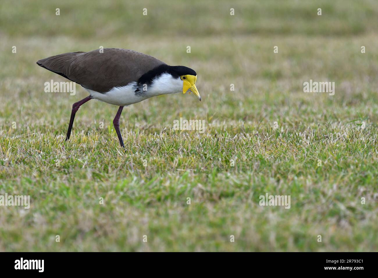 Australian ground dwelling bird hi-res stock photography and images - Alamy