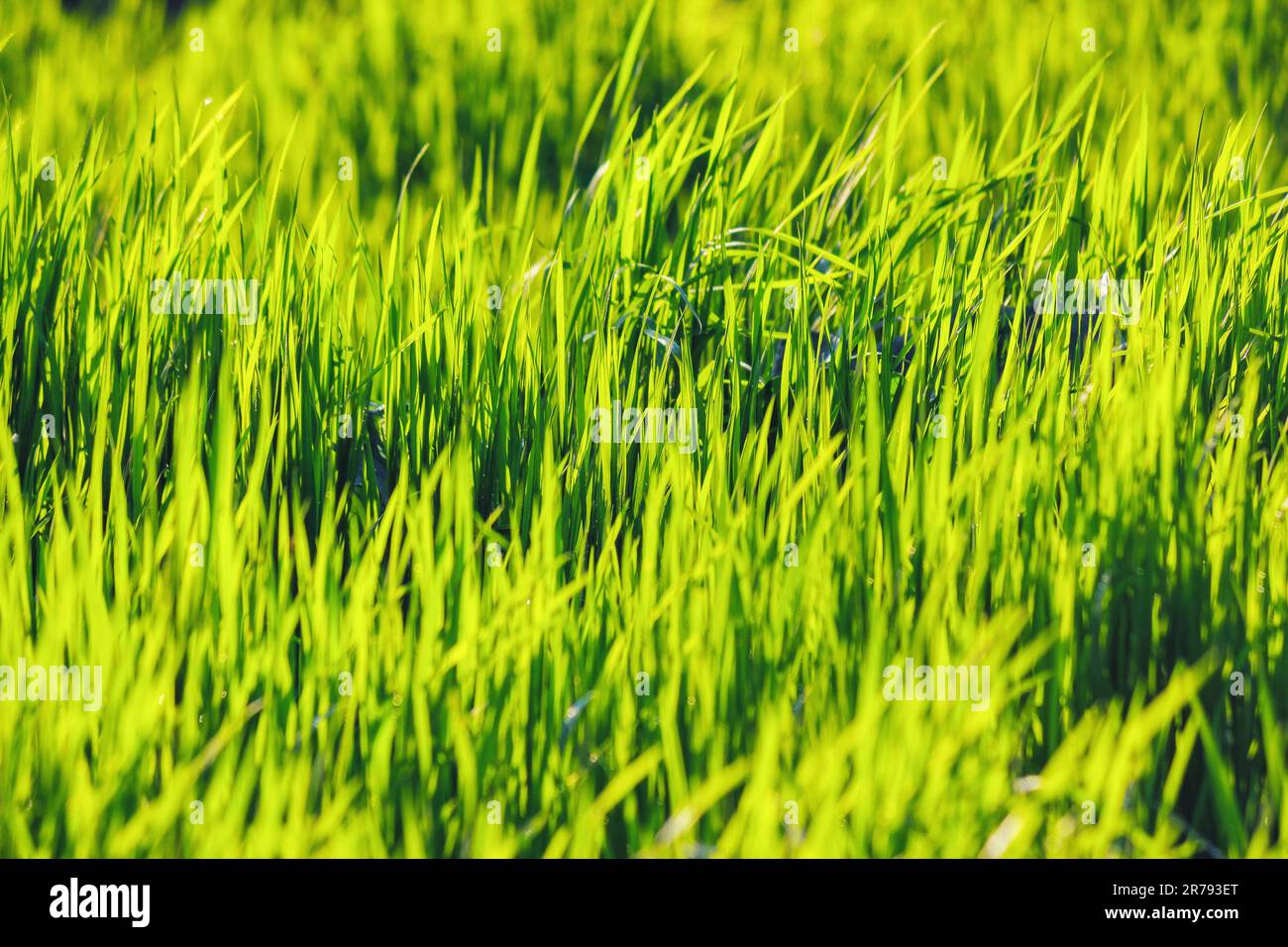 Grassy ground texture hi-res stock photography and images - Alamy