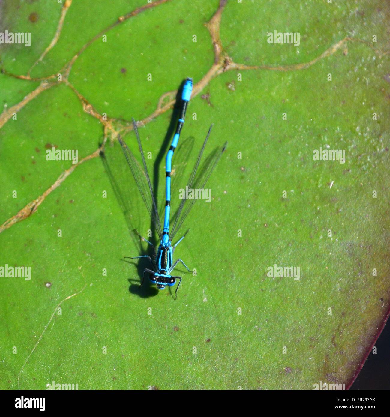 Common Blue Damselfly Stock Photo - Alamy