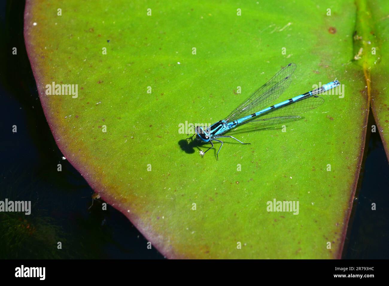 Common Blue Damselfly Stock Photo - Alamy