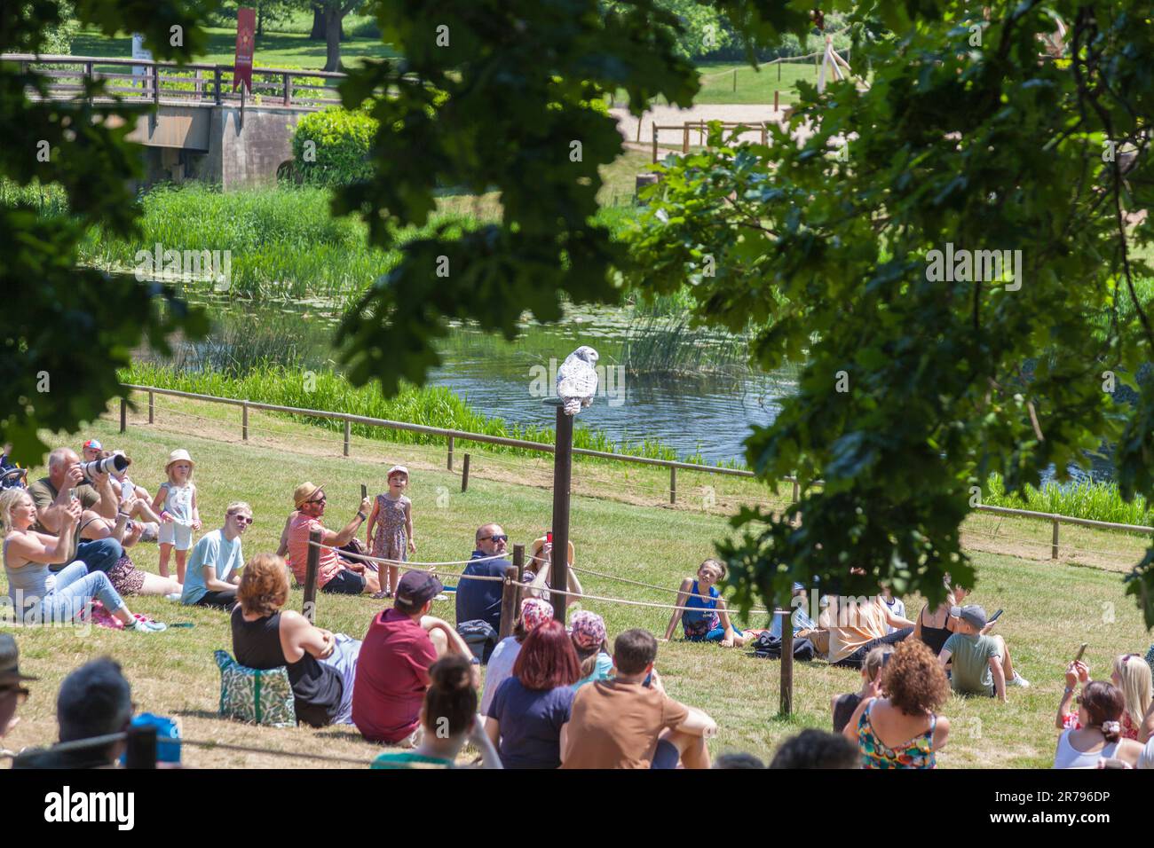 Warwick castle birds of prey hi-res stock photography and images - Alamy