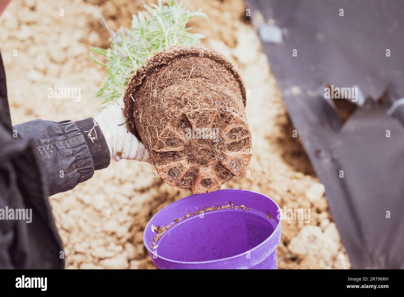 The lavender roots are tangled in the soil that grew in the pot Stock ...