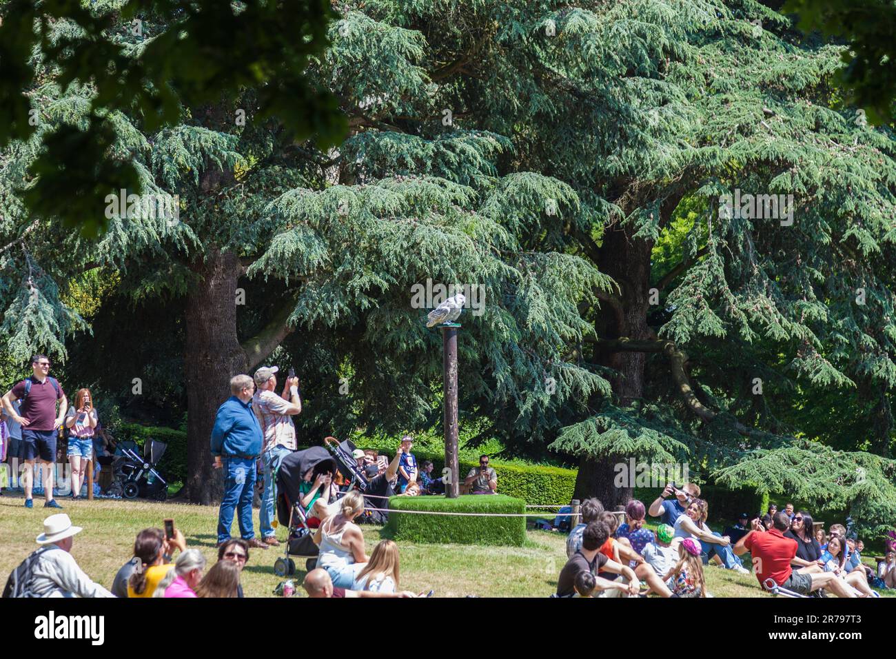 Falconry display at Warwick Castle grounds in Warwickshire, England,UK ...