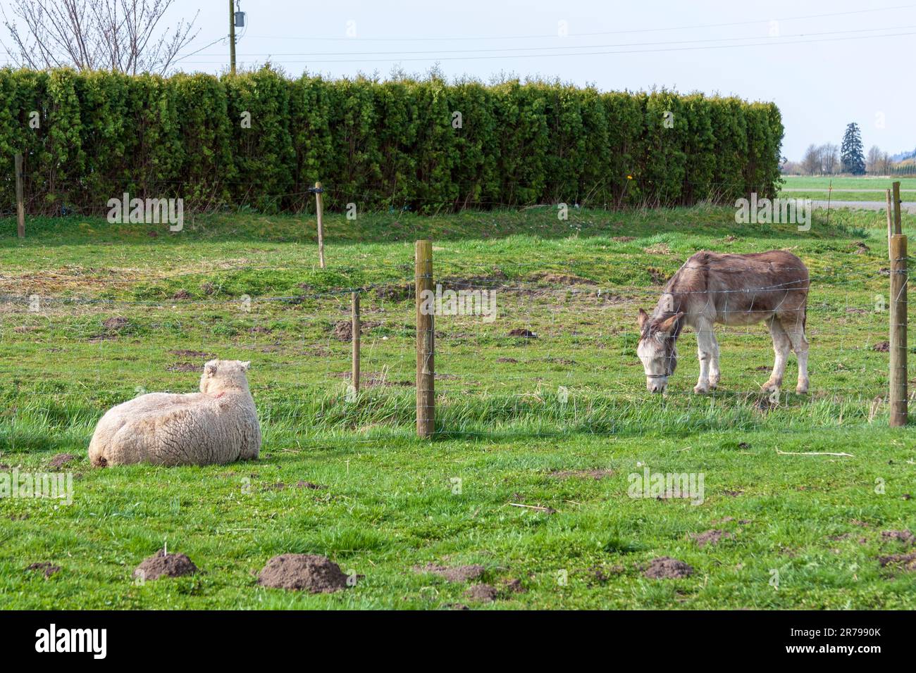 Landscape shot of sheep and mule on farm land Stock Photo - Alamy