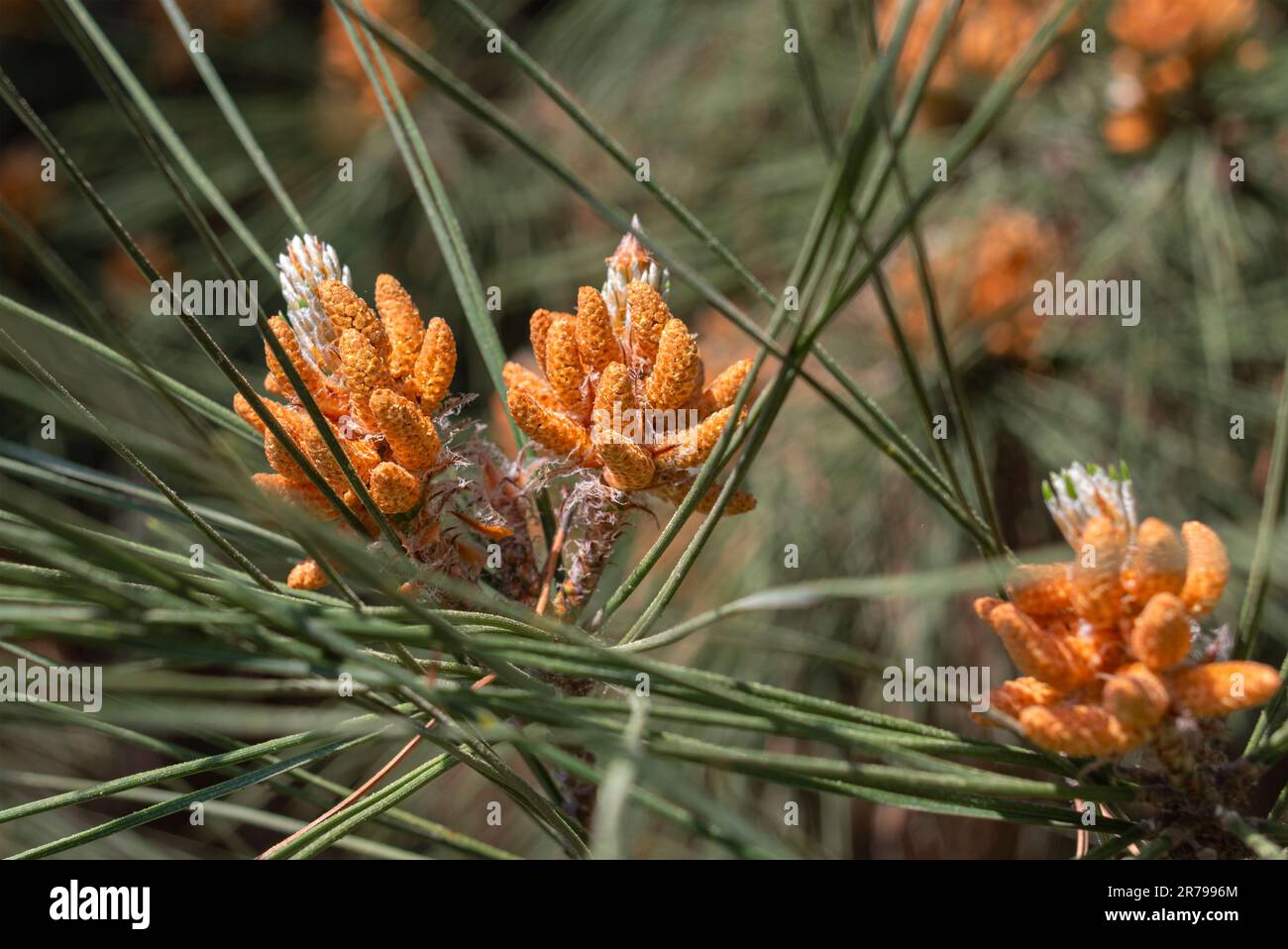 Orange flowers from which beautiful cones will grow Stock Photo - Alamy
