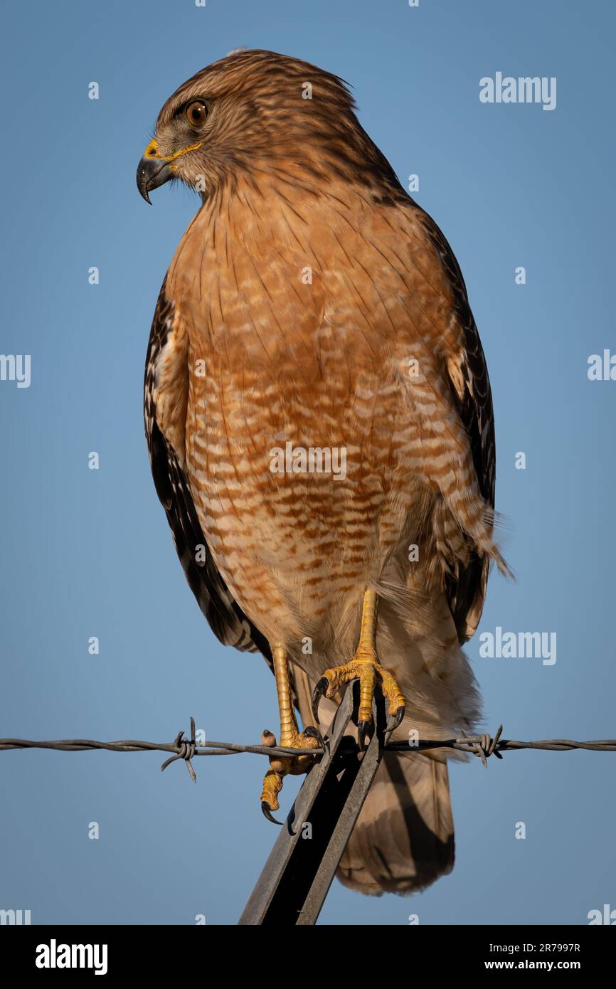Red shouldered hawk georgia hi-res stock photography and images - Alamy
