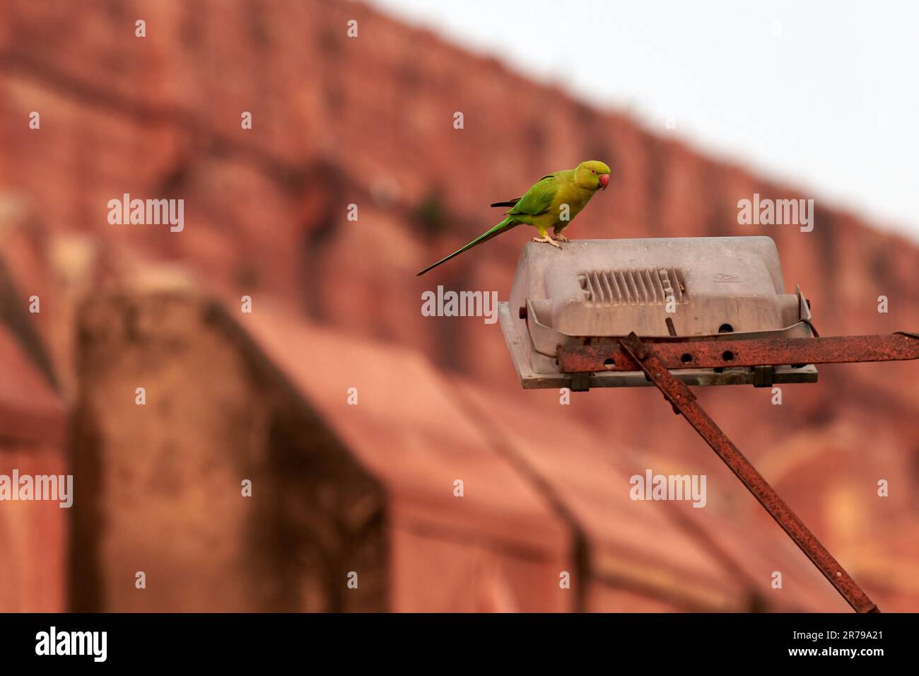 Indian ringneck parrot green feathering sits on lamppost Agra Red Fort ...