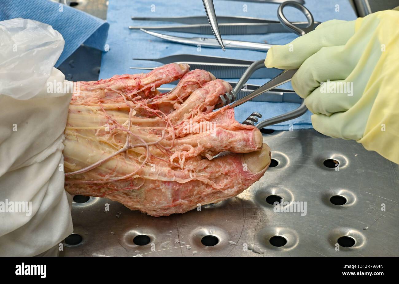 Body works employee hi-res stock photography and images - Alamy