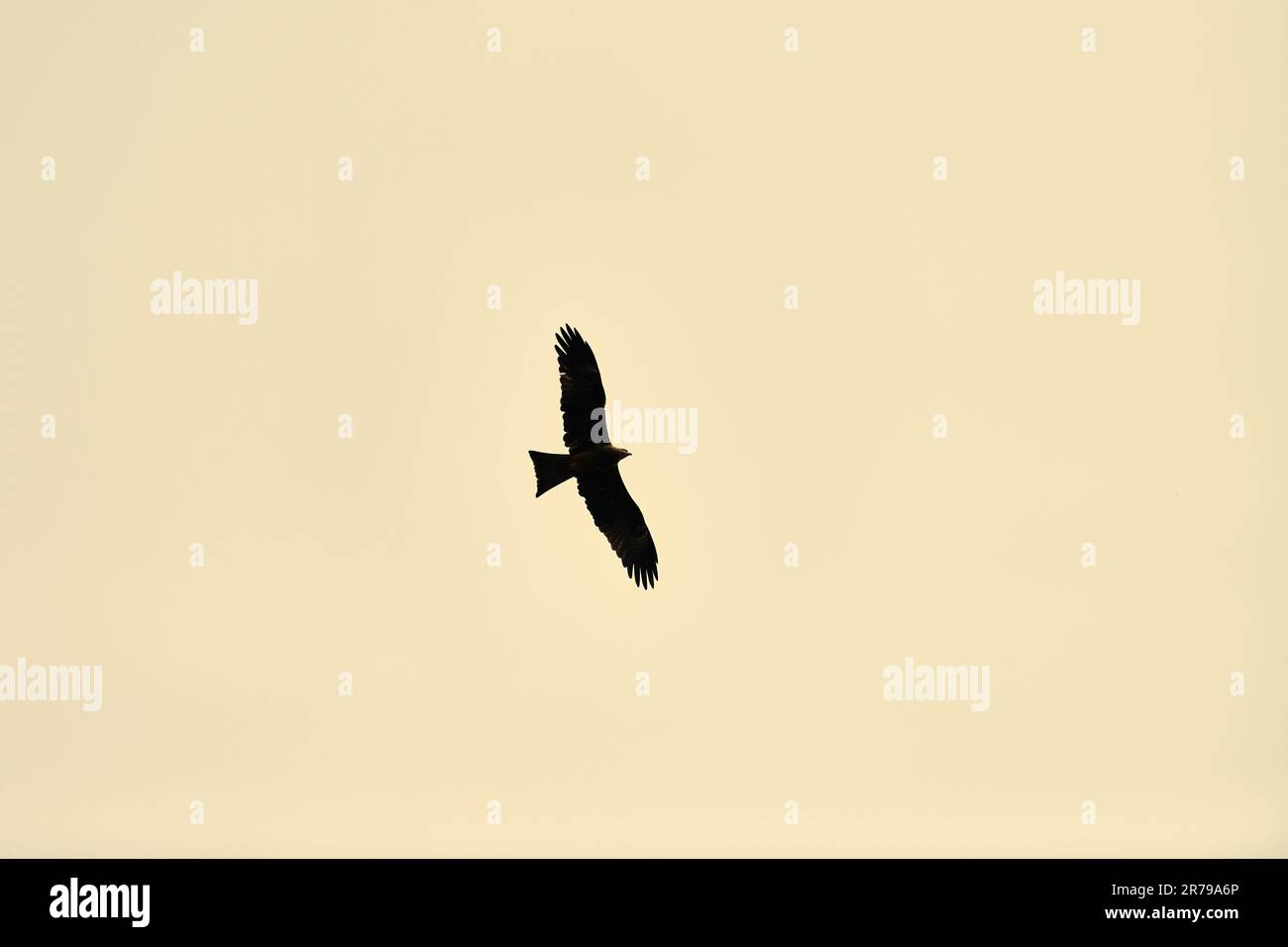 Large bird Eagle flies in yellow sunset sky, beautiful big bird with ...