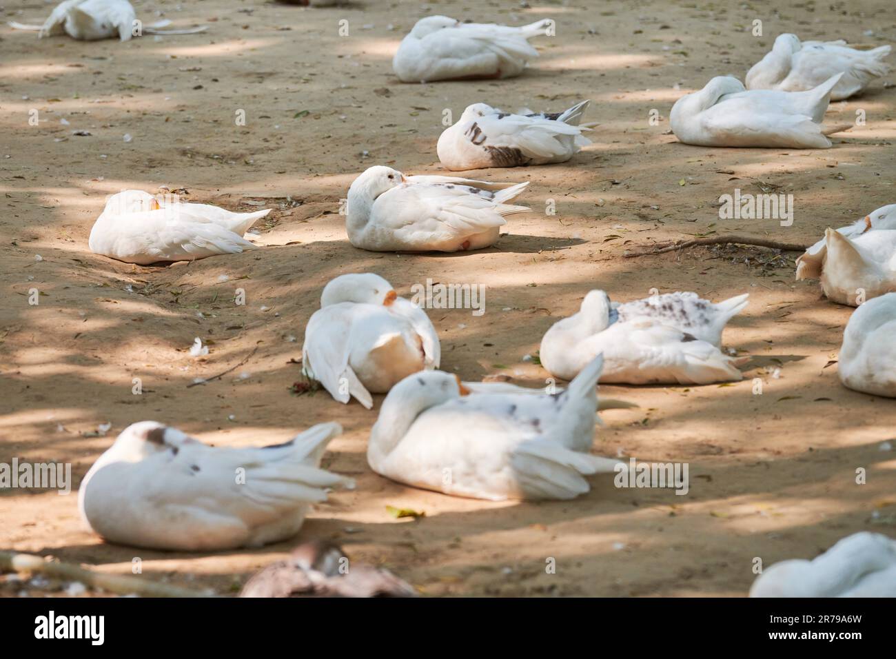Lodi garden bird hi-res stock photography and images - Alamy