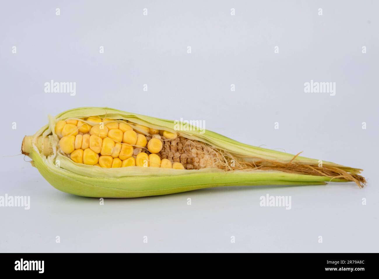 Incomplete development of corn kernels on the cob. Corn shown as an ...