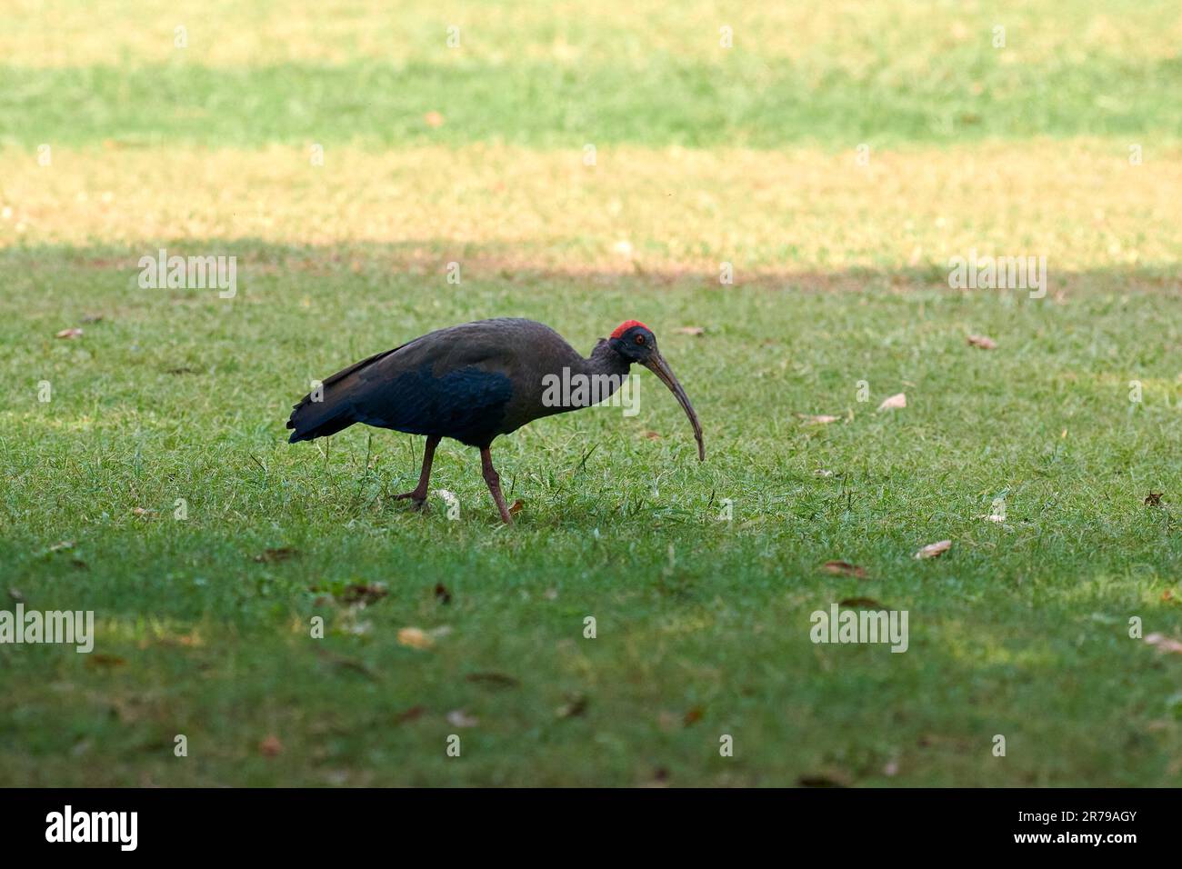Red naped ibis bird with long legs and long downcurved beak walking on ...
