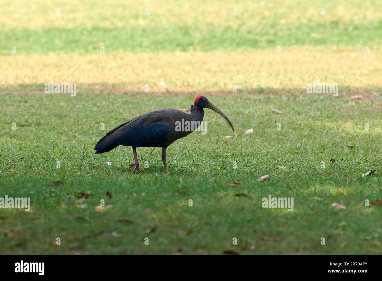 Red naped ibis bird with long legs and long downcurved beak walking on ...