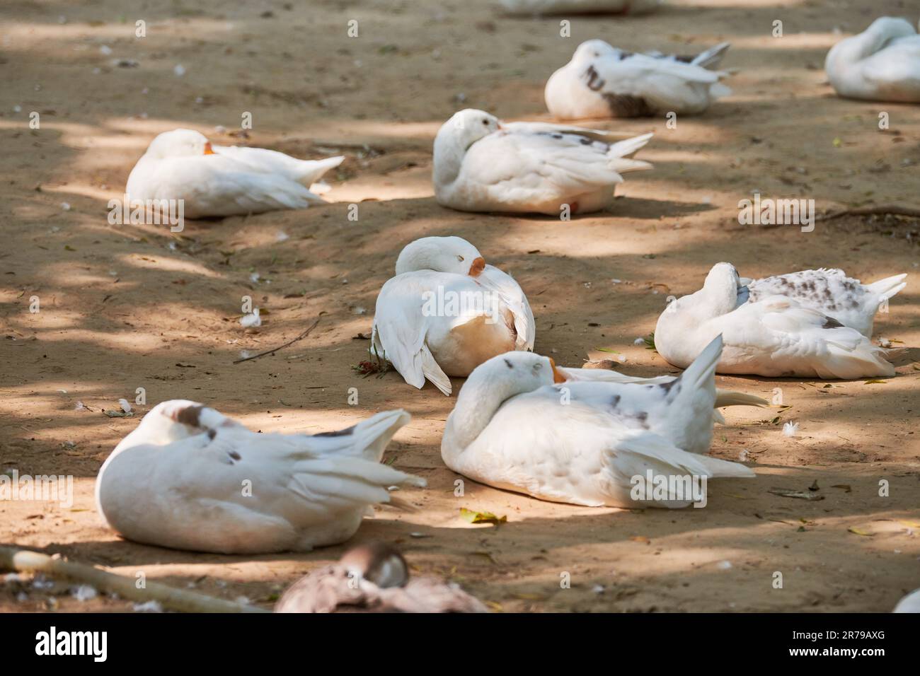 White geese birds lying on ground in Lodi Garden indian New Delhi city ...