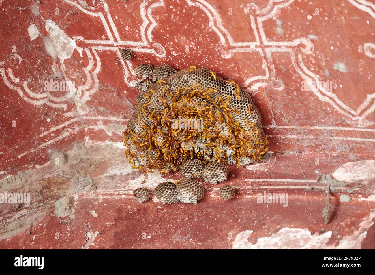 Indian bees in hive on ancient wall corner of Taj Mahal landmark, big ...