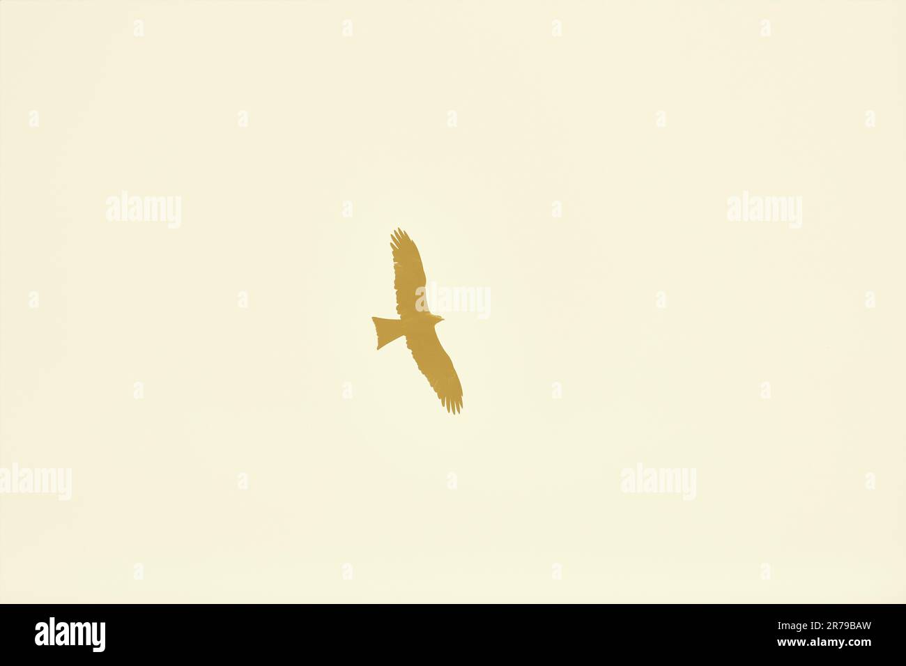 Large bird Eagle flies in yellow sunset sky, beautiful big bird with ...