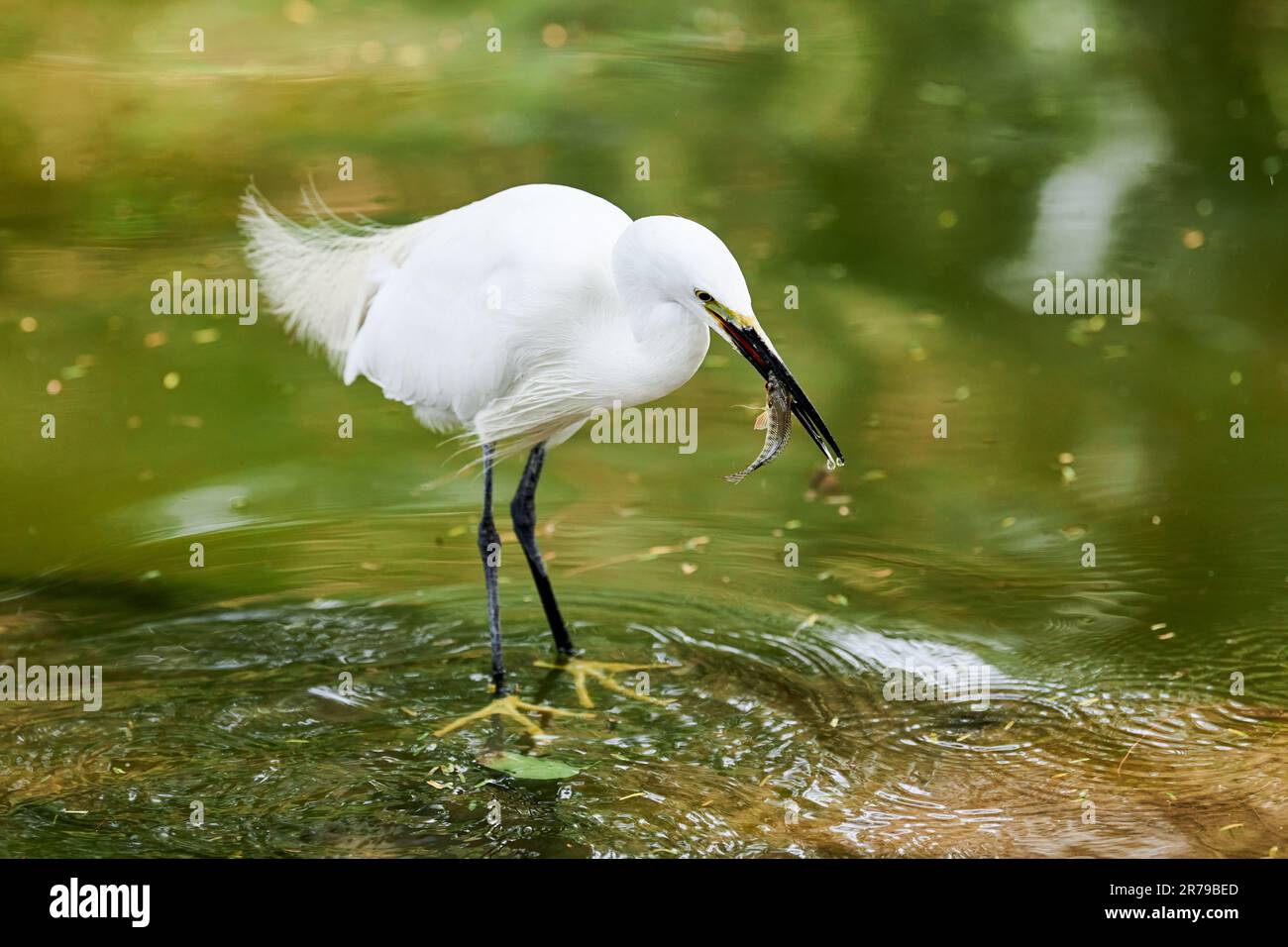 Little Egret small heron white bird caught fish in beak on lake in ...