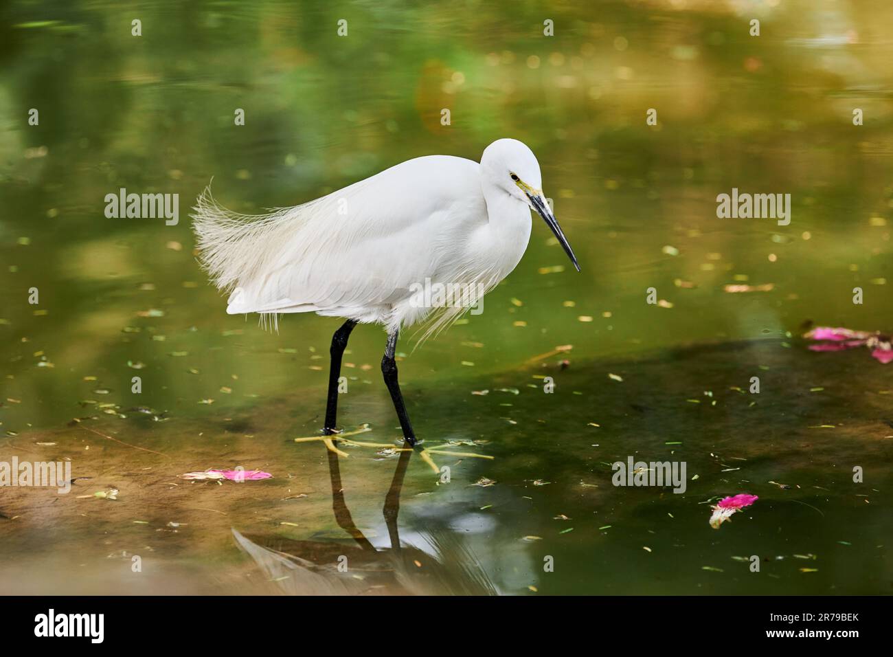 Little Egret small heron white bird hunting on lake in indian Lodi ...