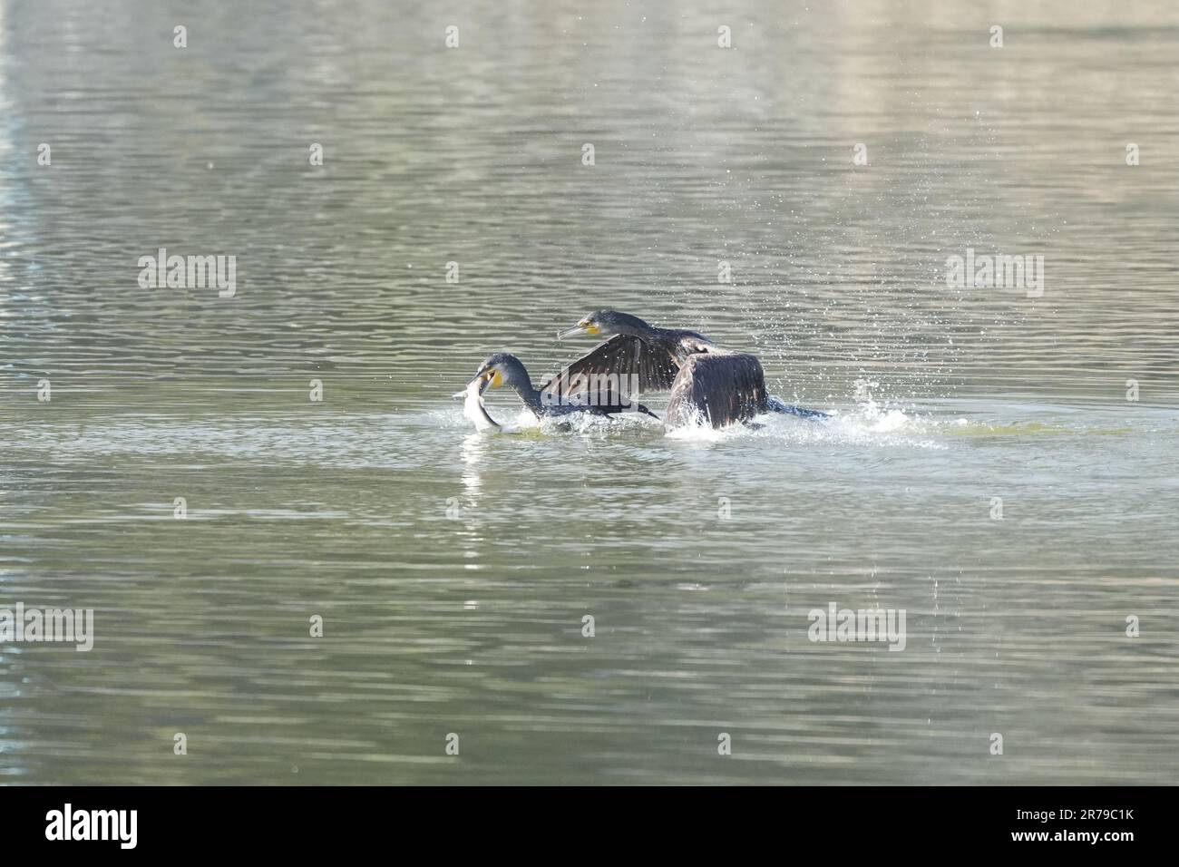 A majestic great cormorant bird catching a fish from a body of water ...
