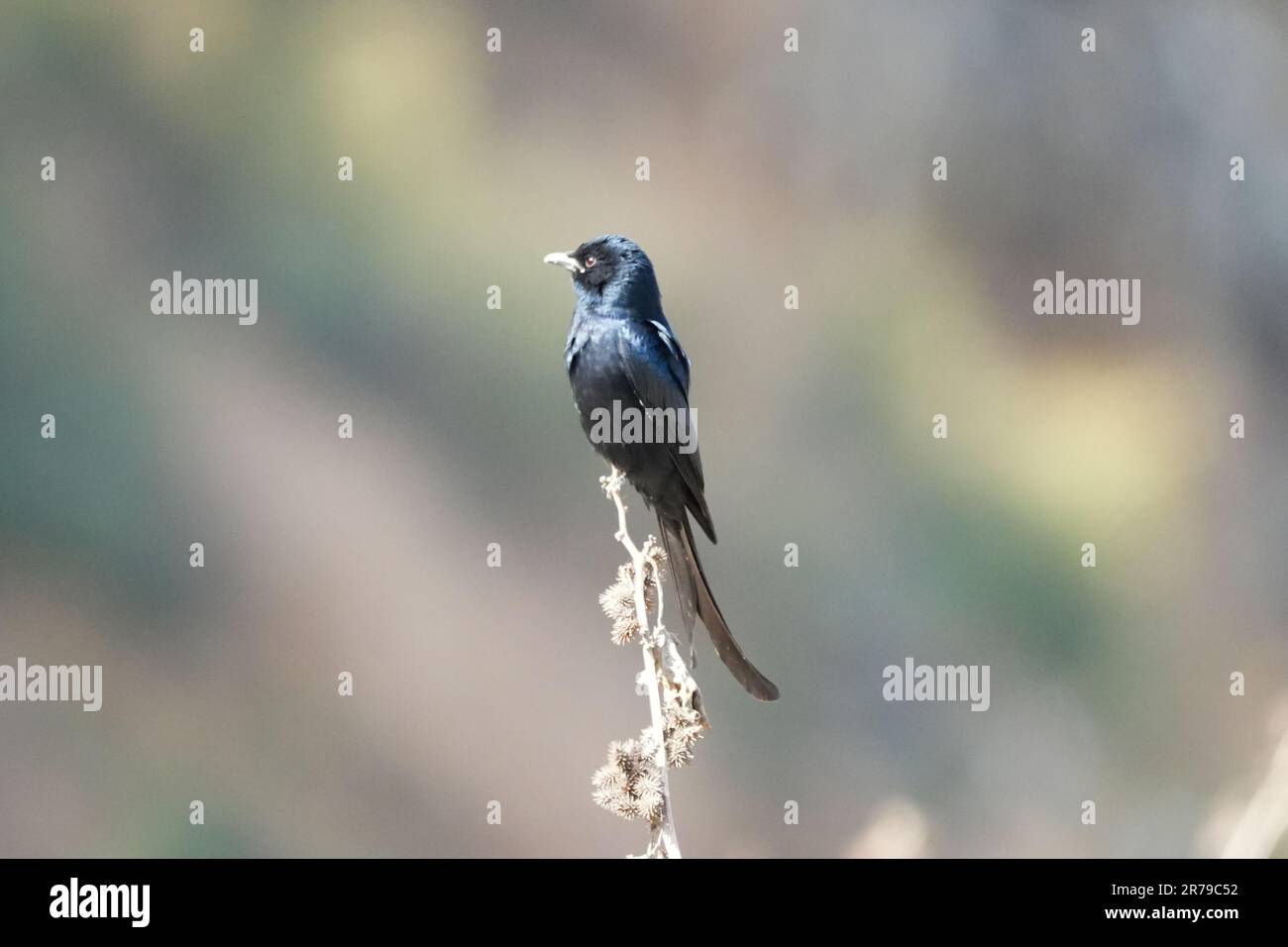 Drongo in flight hi-res stock photography and images - Alamy