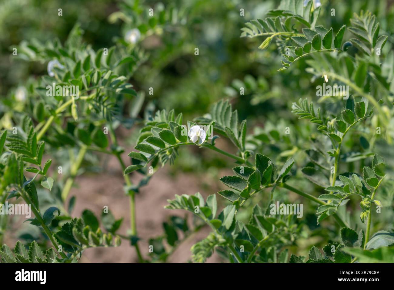 Chickpeas growing in an organic garden hi-res stock photography and ...