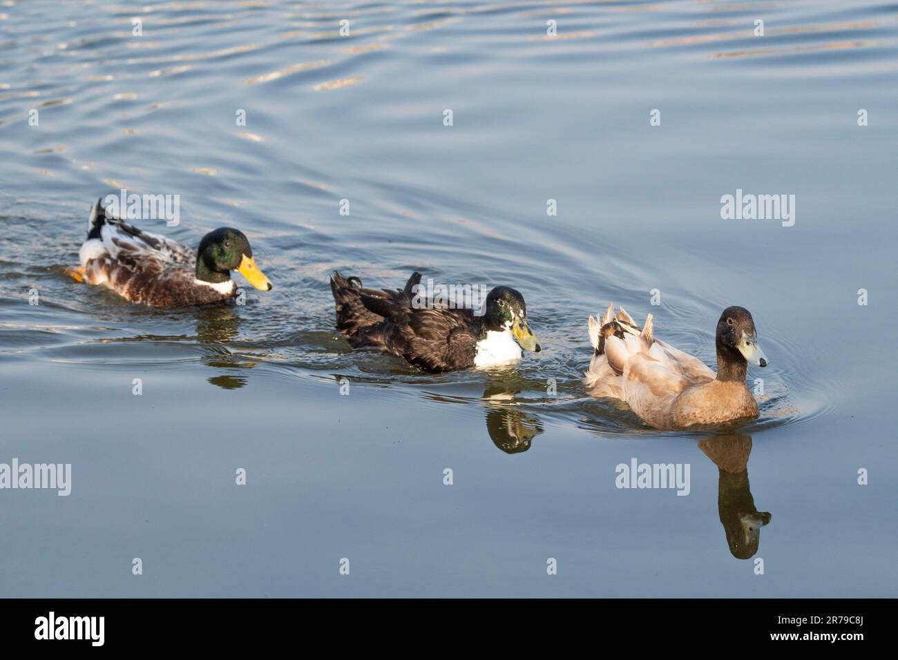 A group of ducks swimming and playing in a body of water Stock Photo ...