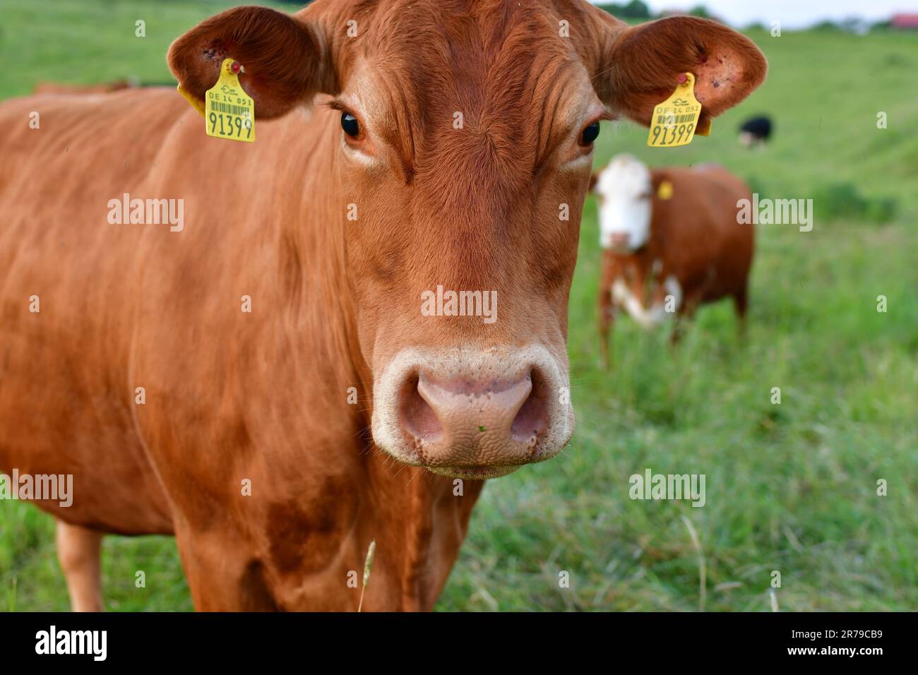 Cow cattle agriculture Countryside germany sachsen Stock Photo - Alamy