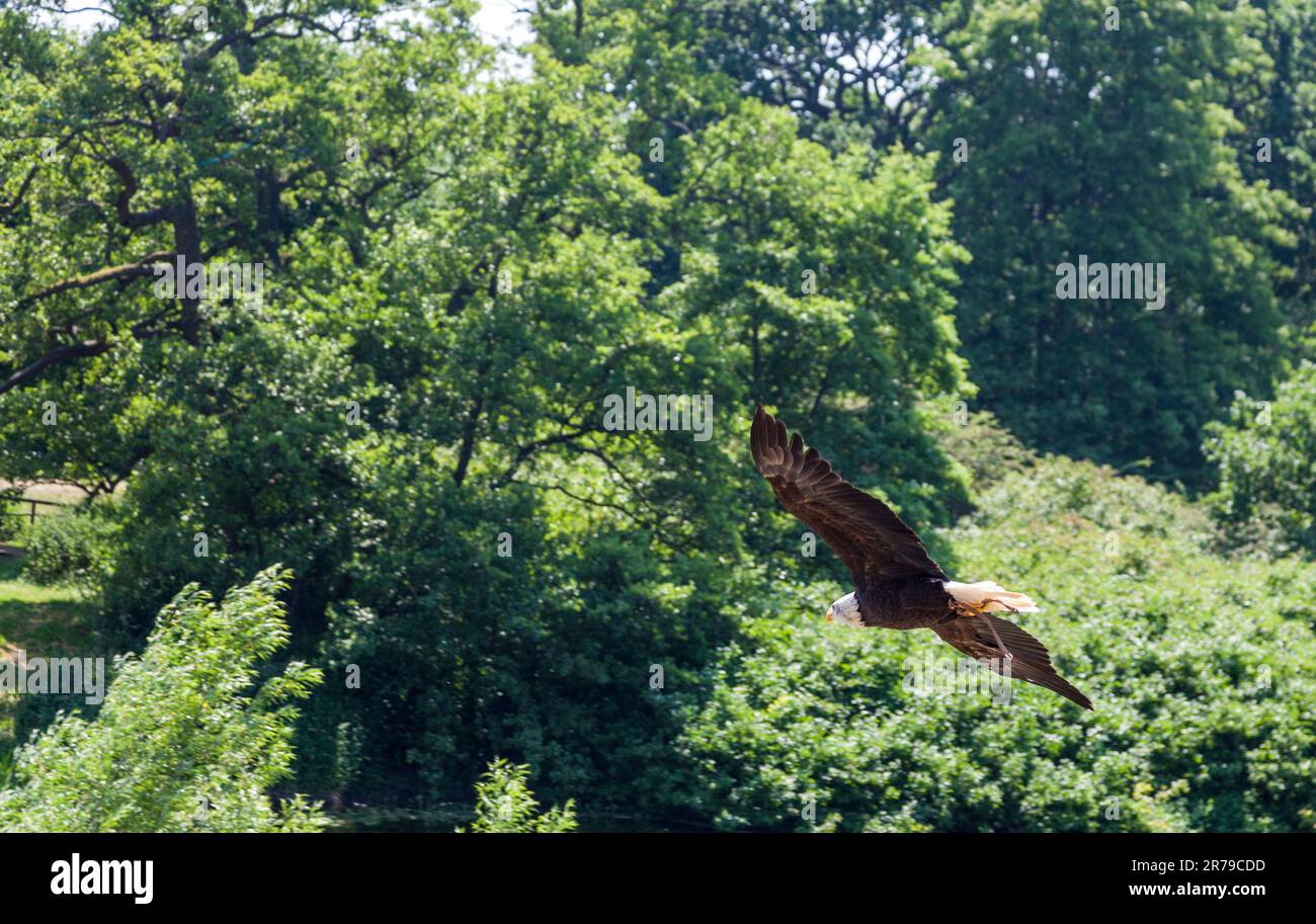 Warwick castle birds of prey hi-res stock photography and images - Alamy
