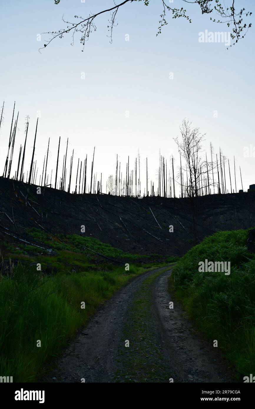 burnt forest black destruction nature trees coal environment Stock ...