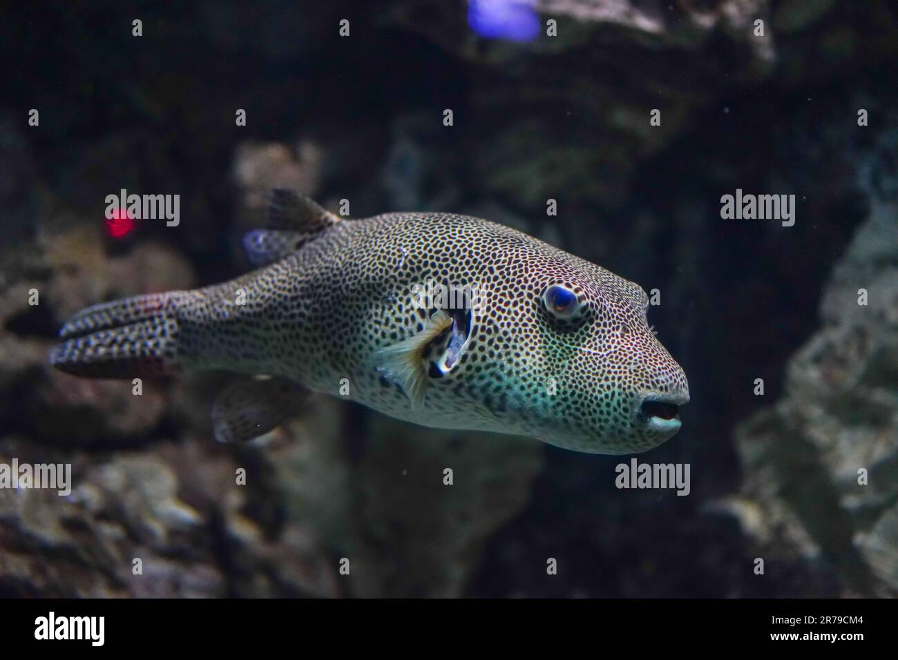a close-up photo of a Pufferfish gliding alone in a crystal-clear ...