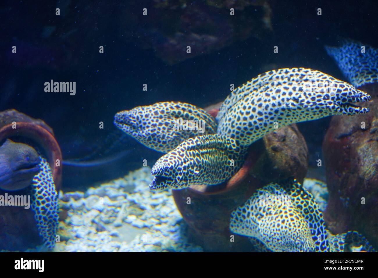 Gymnothorax species hi-res stock photography and images - Alamy